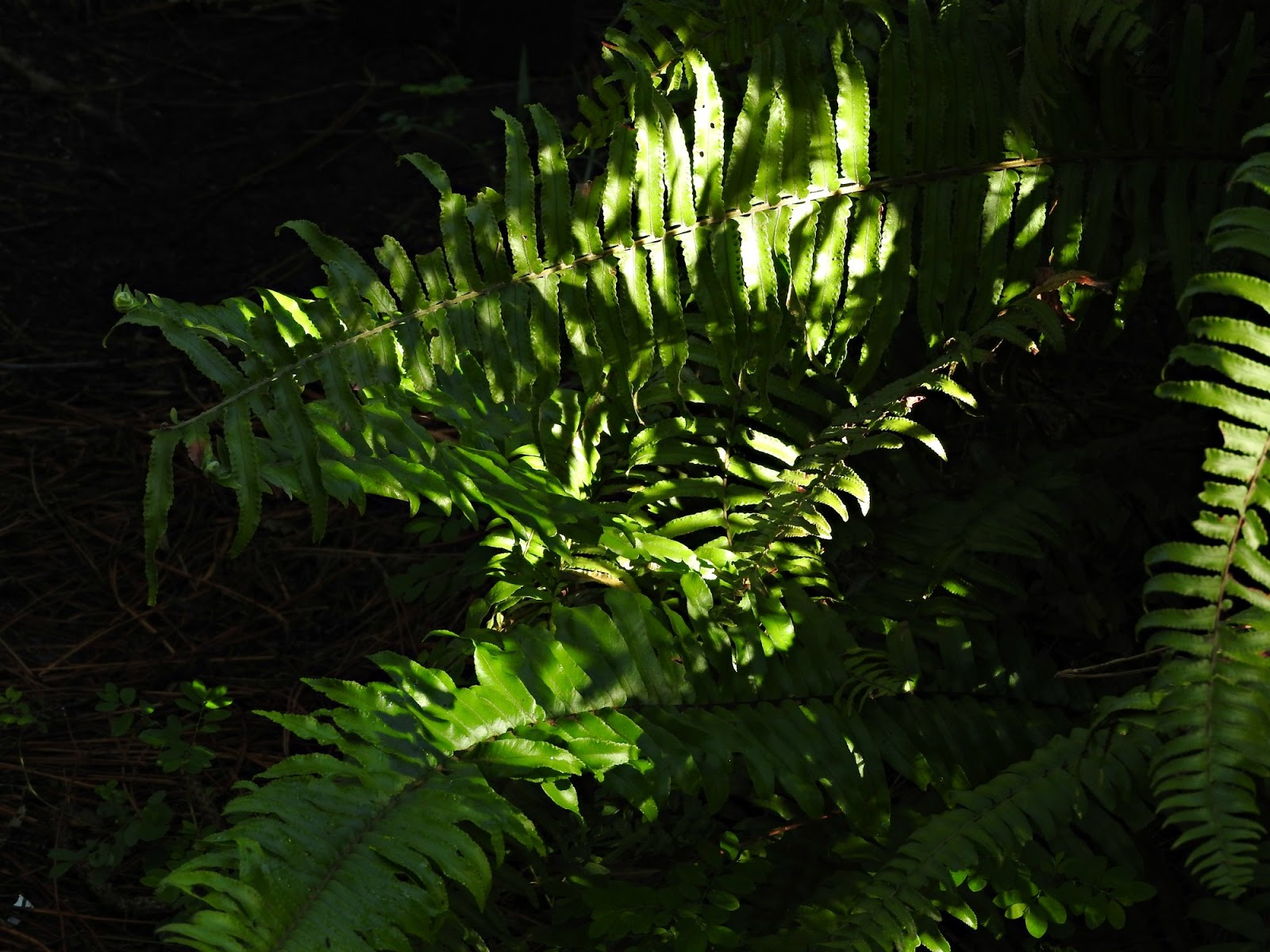 MadSnapper: Ferns in Color