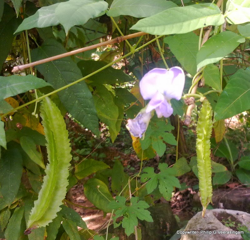 philipveerasingam: Flowers in the home garden, Kosgama, Sri Lanka.