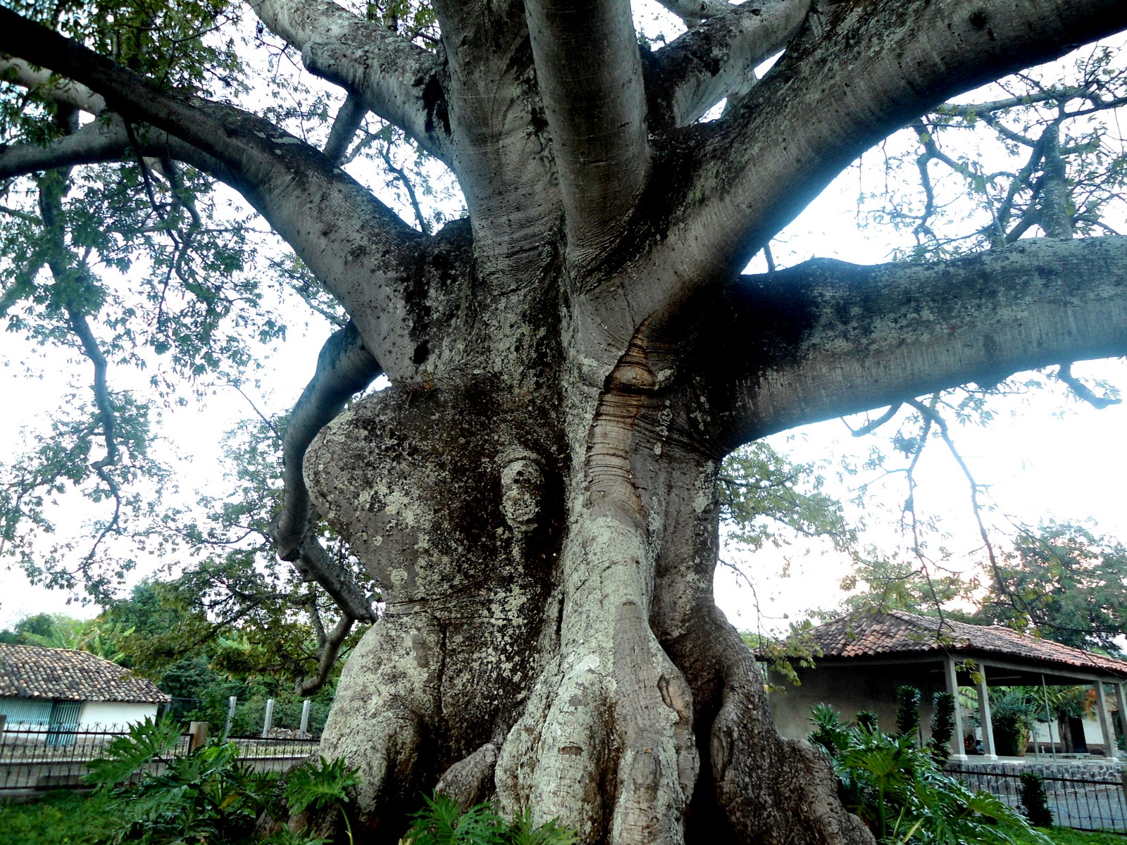 Ciencias, Politica, Religion: El árbol grande y la niña voladora