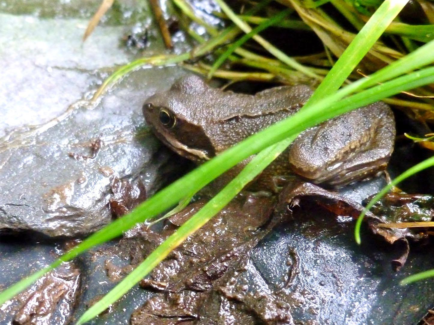 The Art of Nature: January 2016