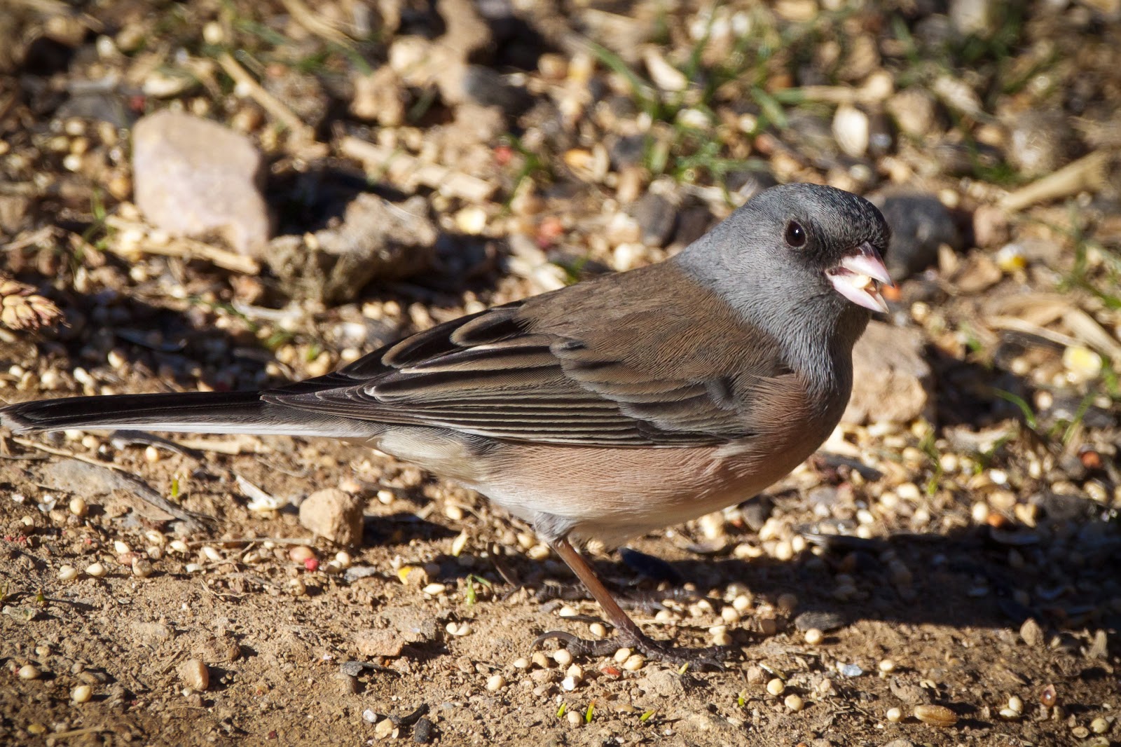 Feather Tailed Stories: Dark-eyed Junco