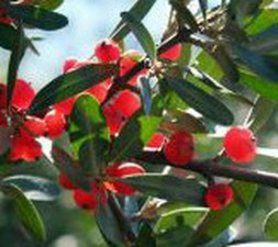 Providence North: Super Food Antioxidant Jam