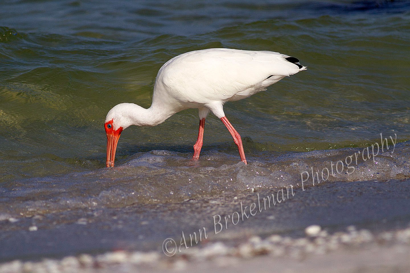Ann Brokelman Photography: White Ibis in Florida 2014