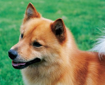 About Dog Finnish Spitz