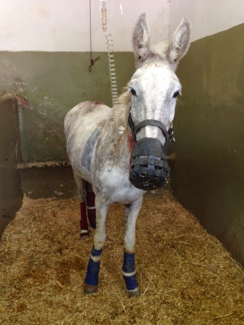 THE VIEW FROM FEZ: Animal Rescue Fez Style