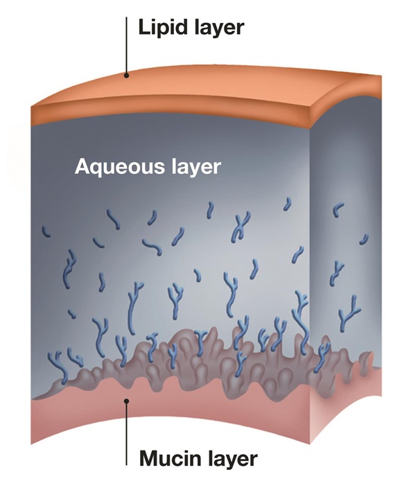 Dry Eye Spray - Proof - Usage - Eye Vitamins - Minerals - Eye Health