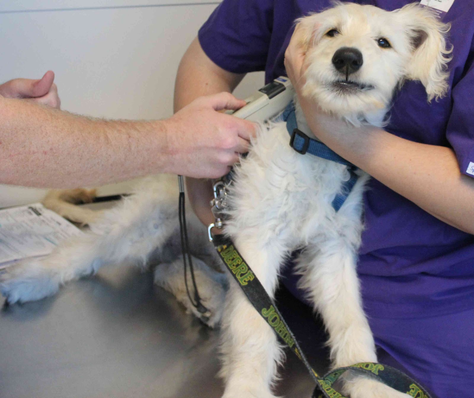 Goldilocks & Her Doodle: Bionic Puppy