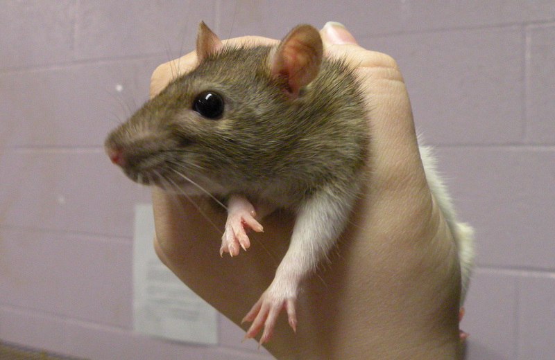 Feathers, Fur & The Occasional Fang: Rat-tastic