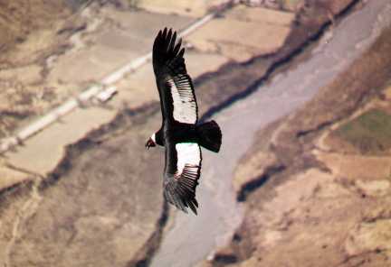 Imágenes de cóndores de los Andes - Imagui