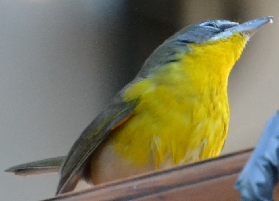 Bird of the Day: Yellow-breasted Chat