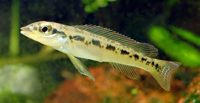 Artes de Pesca: LOS CICHLIDAE 44ª