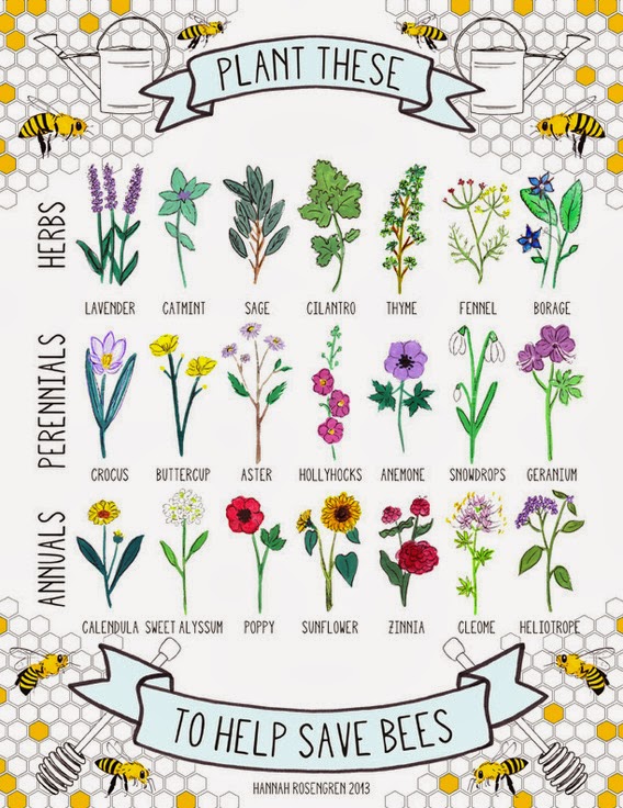 The Bluebird's Nest: Spring Resolutions, Bees, the Seed Library, and ...
