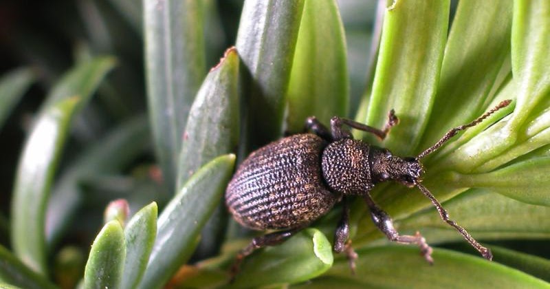 HOW TO RECOGNISE VINE WEEVIL DAMAGE ON PLANTS |The Garden of Eaden