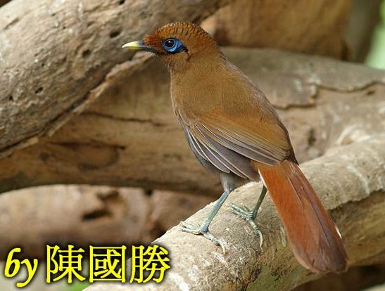 Jenis burung Poksay yang pernah terkenal di Indonesia - Cara Cepat Kicau