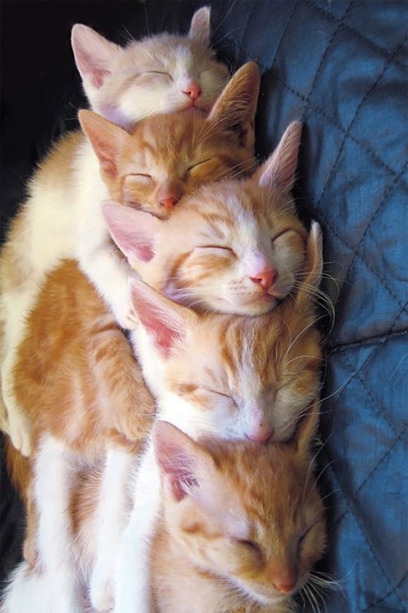 Cute Puppies and Kittens: 5 Most adorable pets piles you have ever seen