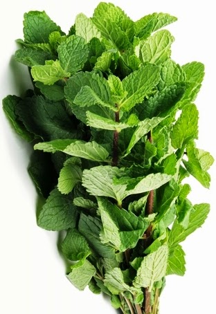 Mint herb in Kenya ~ Agro-Environment Initiative