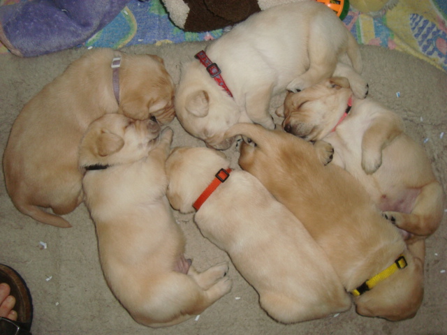 Yoko's California Litter: Weekend puppy pics