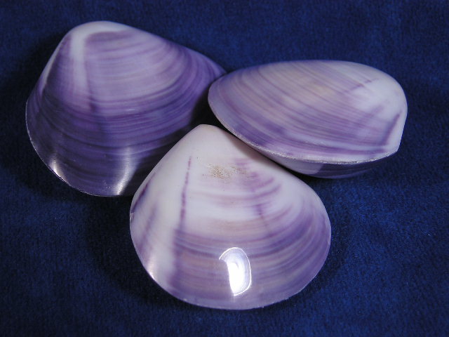 Classification of Organisms : Part two