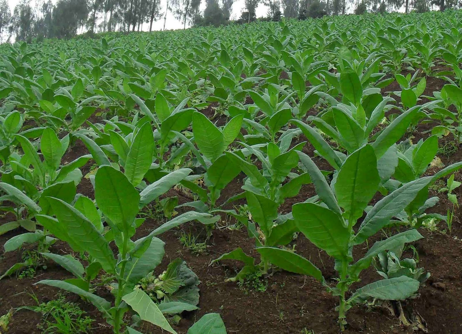 INFO TENTANG TANAMAN TEMBAKAU | Tips Petani