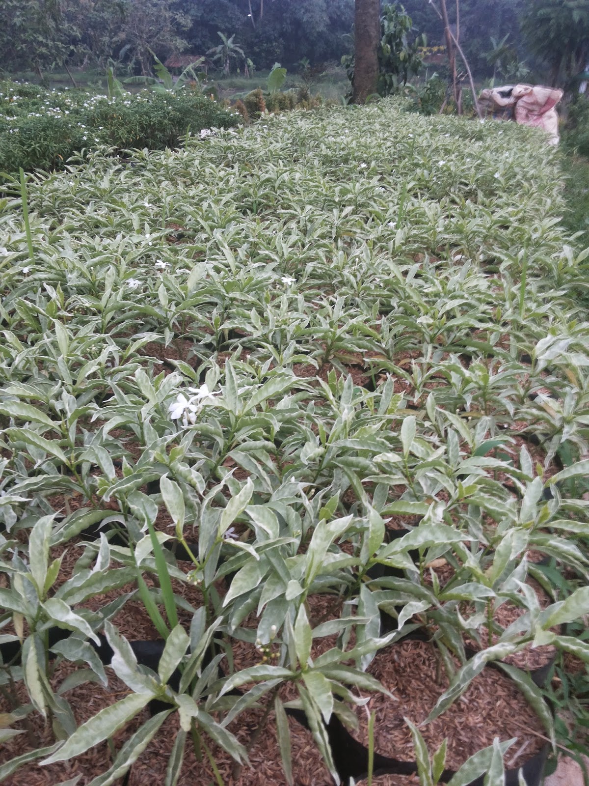 dome cemara felora: April 2014