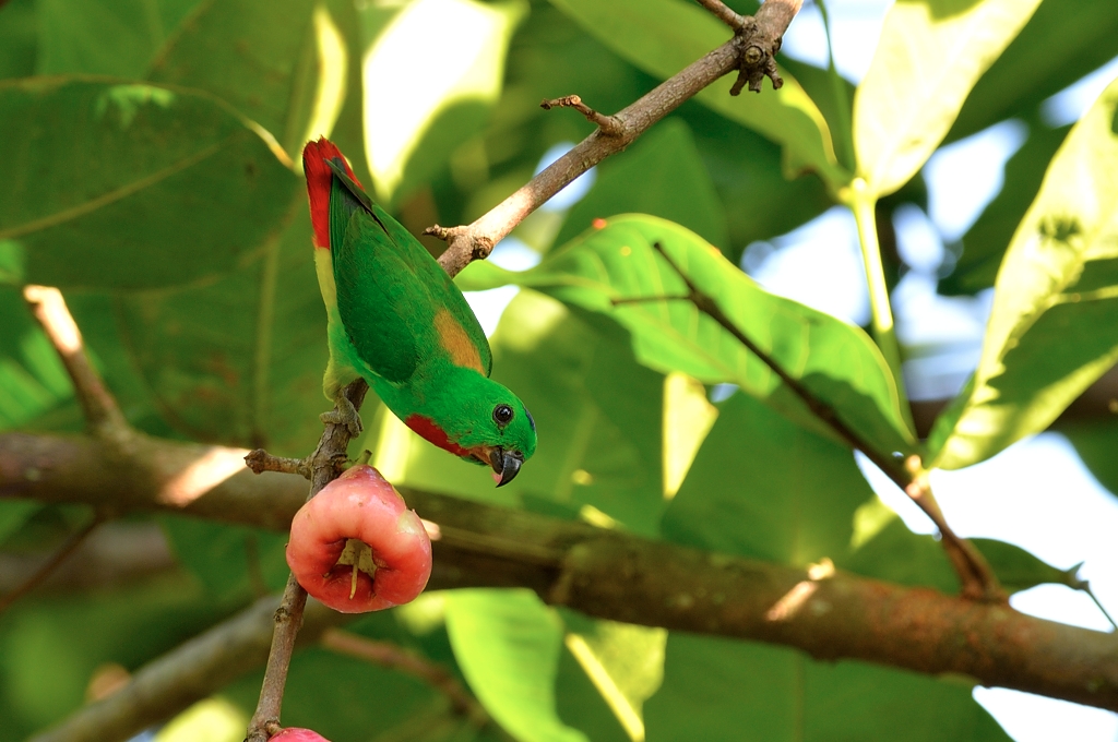 Malay Hanging Parrot | Burung Serindit: Pembiakan Burung Serindit