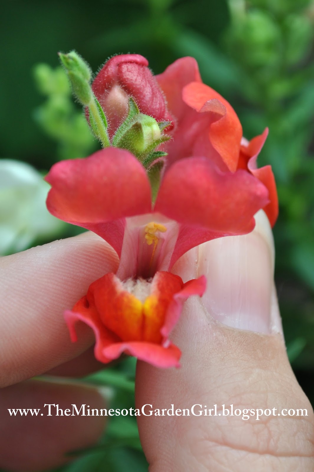 The Minnesota Garden Girl: Snapdragons
