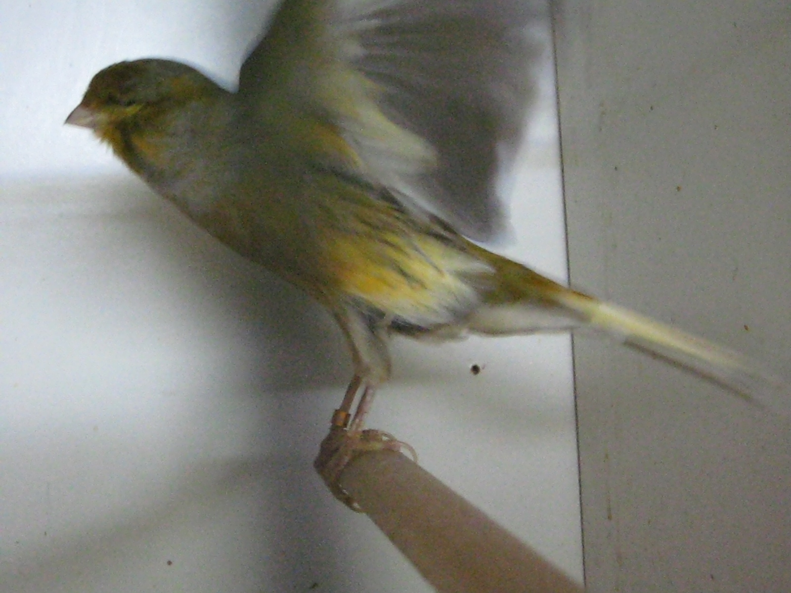 Yorkshire Canary: yorkshire