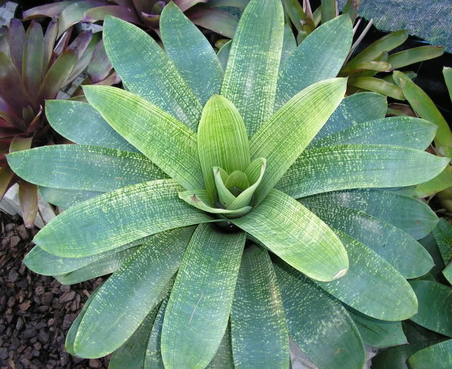 Jardim Tupiniquim: Bromélia Vriesea gigantea