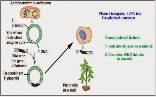 DUNIA BIOSAINS: Plasmid dan Penggunaannya dalam Rekayasa Genetika