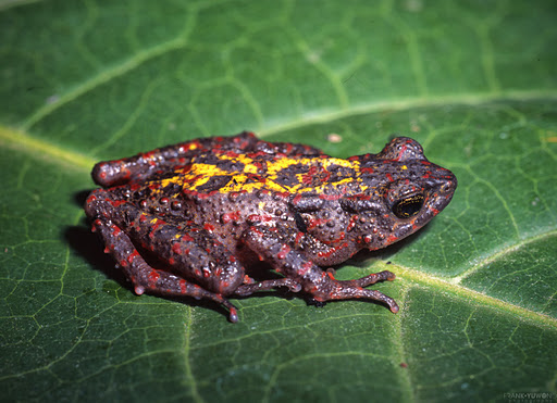 Bleeding toad - Alchetron, The Free Social Encyclopedia