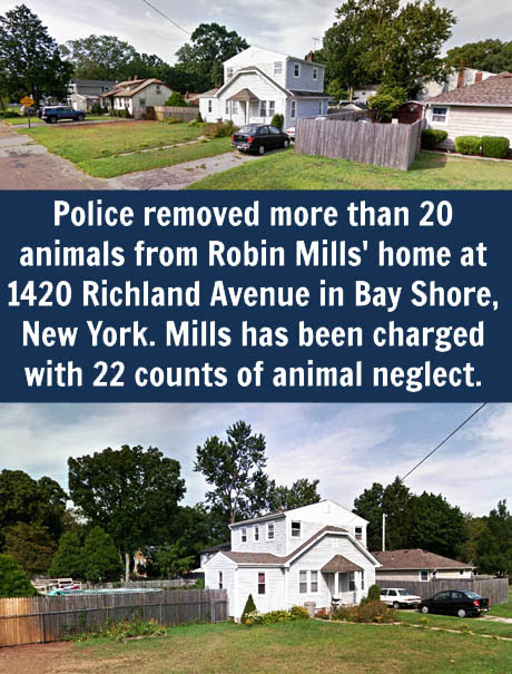 Four legged friends (and enemies): New York: Robin Mills, 66, charged ...