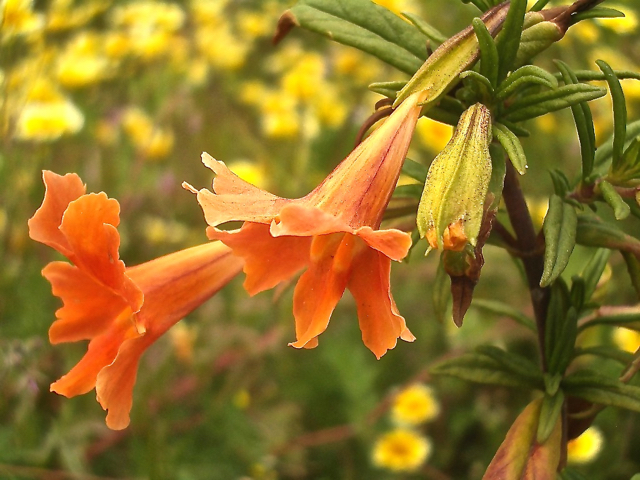 Pictures and Words, a Blog: Sticky Monkeyflower