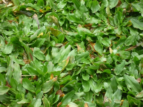 ENRICH CONSTRUCTION: PEARL GRASS