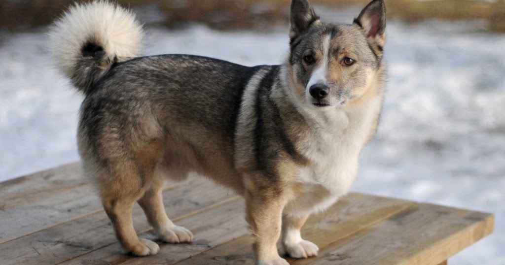 TOP 9 RAZAS DE PERROS EXÓTICOS