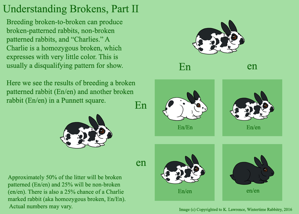 Rabbit Genetics And Musings: Cheat Sheets: Understanding the Broken ...