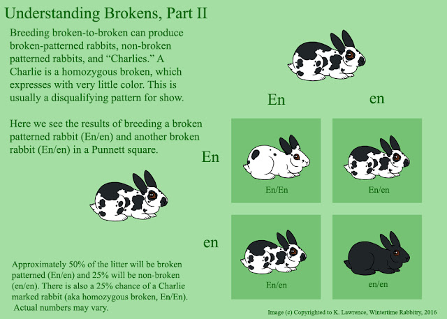 Rabbit Genetics And Musings: Cheat Sheets: Understanding the Broken ...