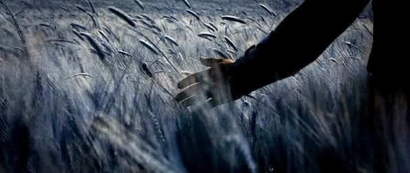 Triticale y Tritordeum: sobre cereales sintéticos | El celuloide de ...