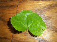 Foraging Mallow | Penniless Parenting