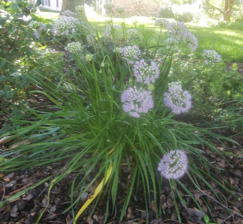 Future Plants by Randy Stewart: Allium