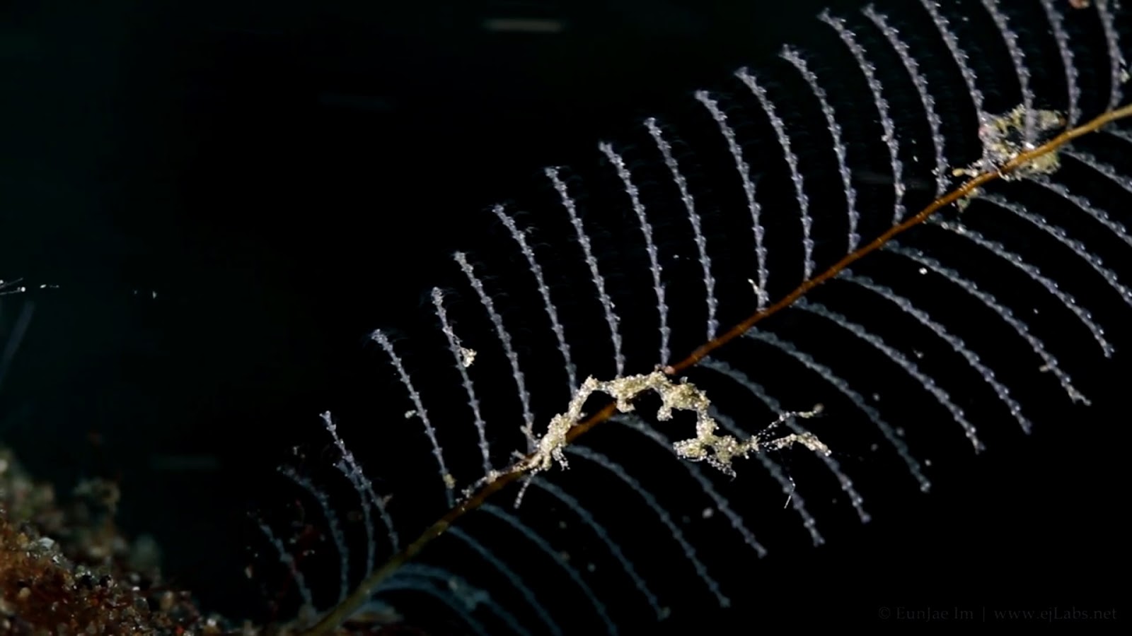 Real Monstrosities: Skeletons of the Sea