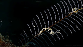 Real Monstrosities: Skeletons of the Sea