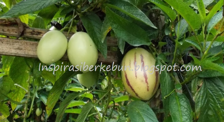 Cara Budidaya Buah Pepino - Inspirasi Berkebun