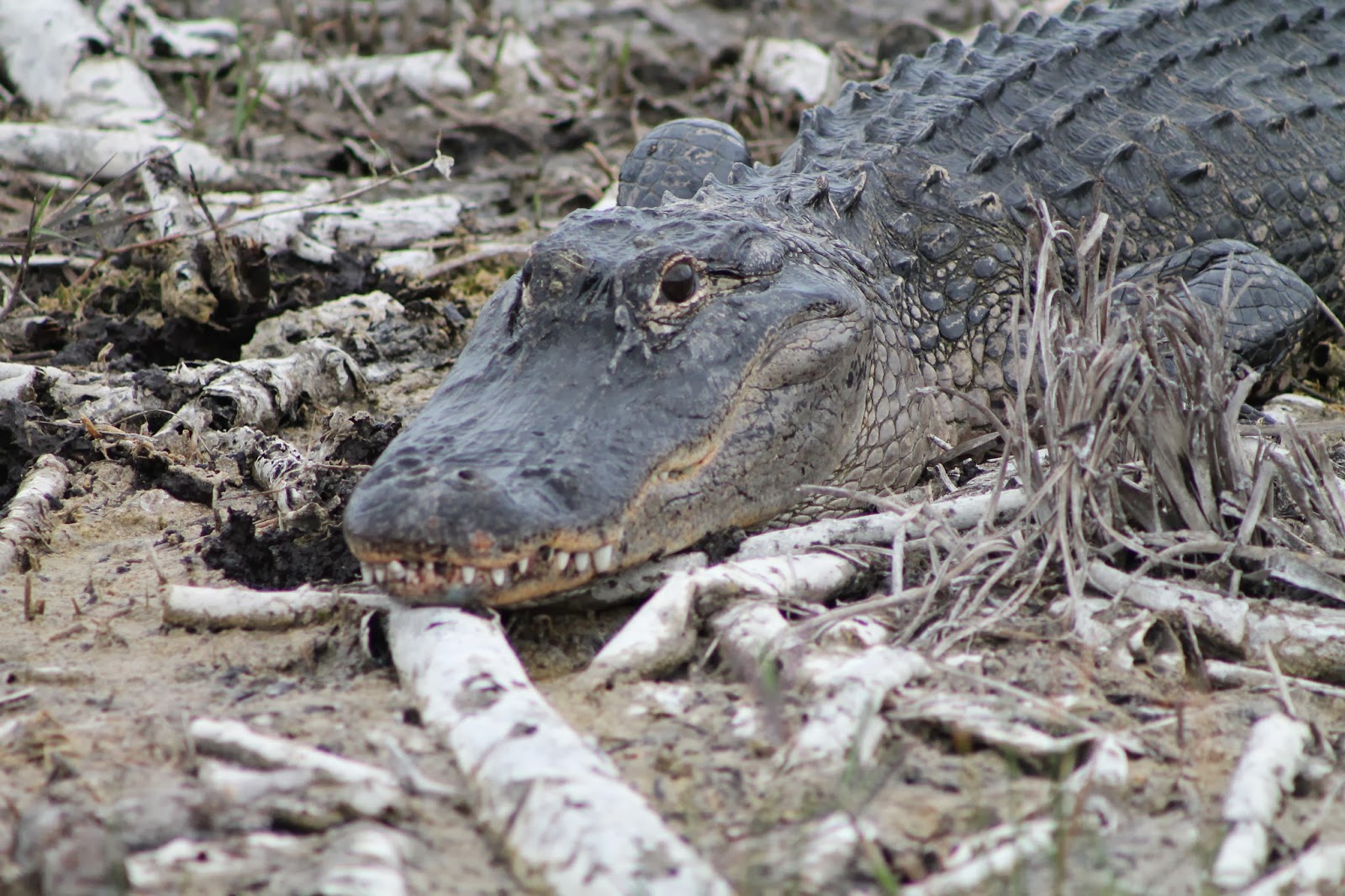 Random Ramblings, And Poetic Thoughts: Gator Photo Shoot