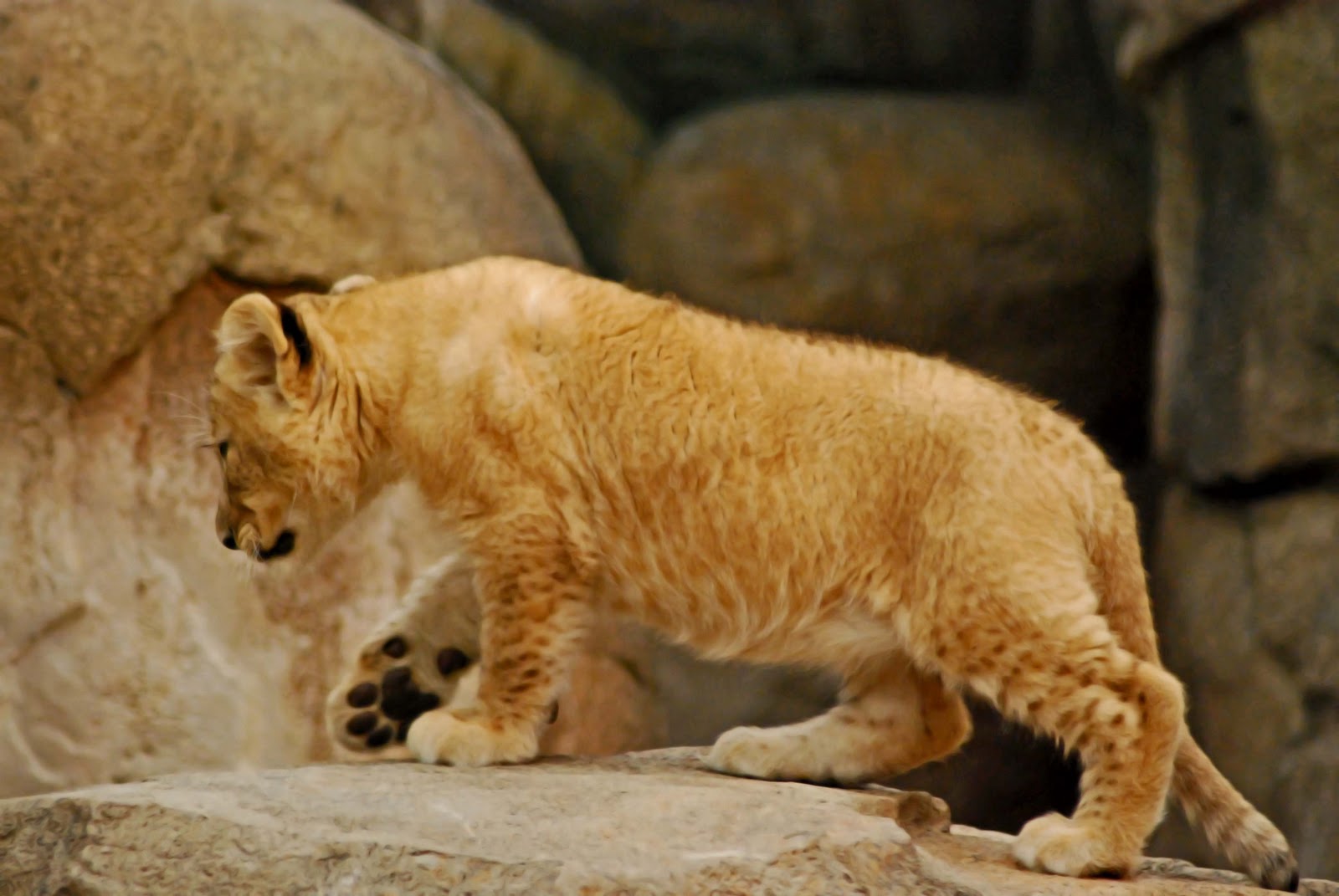 CJO Photo: Lions - Page 1