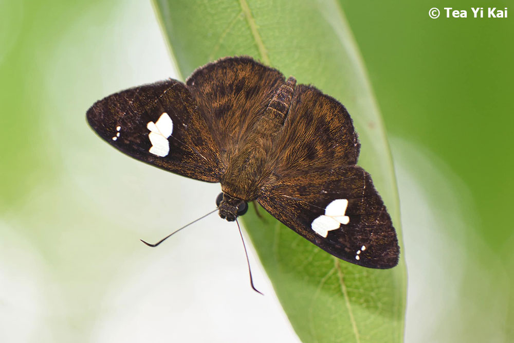 Butterflies of Singapore: 01/01/2019 - 02/01/2019