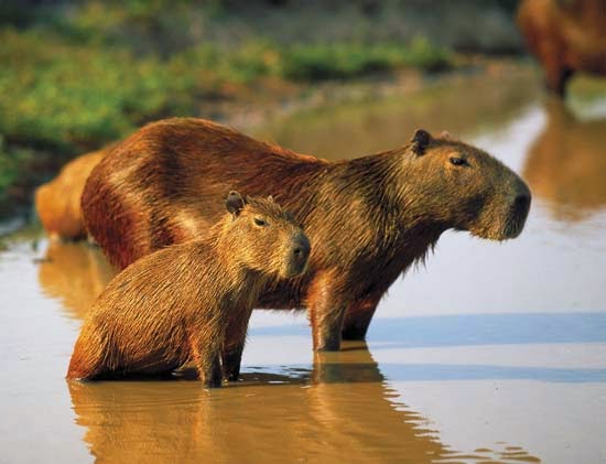 Río de la Plata ~ Ríos Argentino