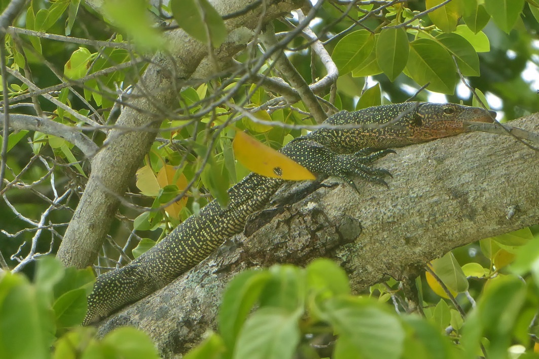 Species New to Science: [Herpetology • 2020] Varanus bennetti & V ...
