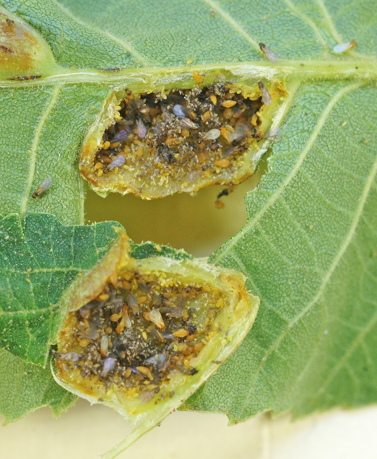Northern Pecans: Galls on seedling pecan trees