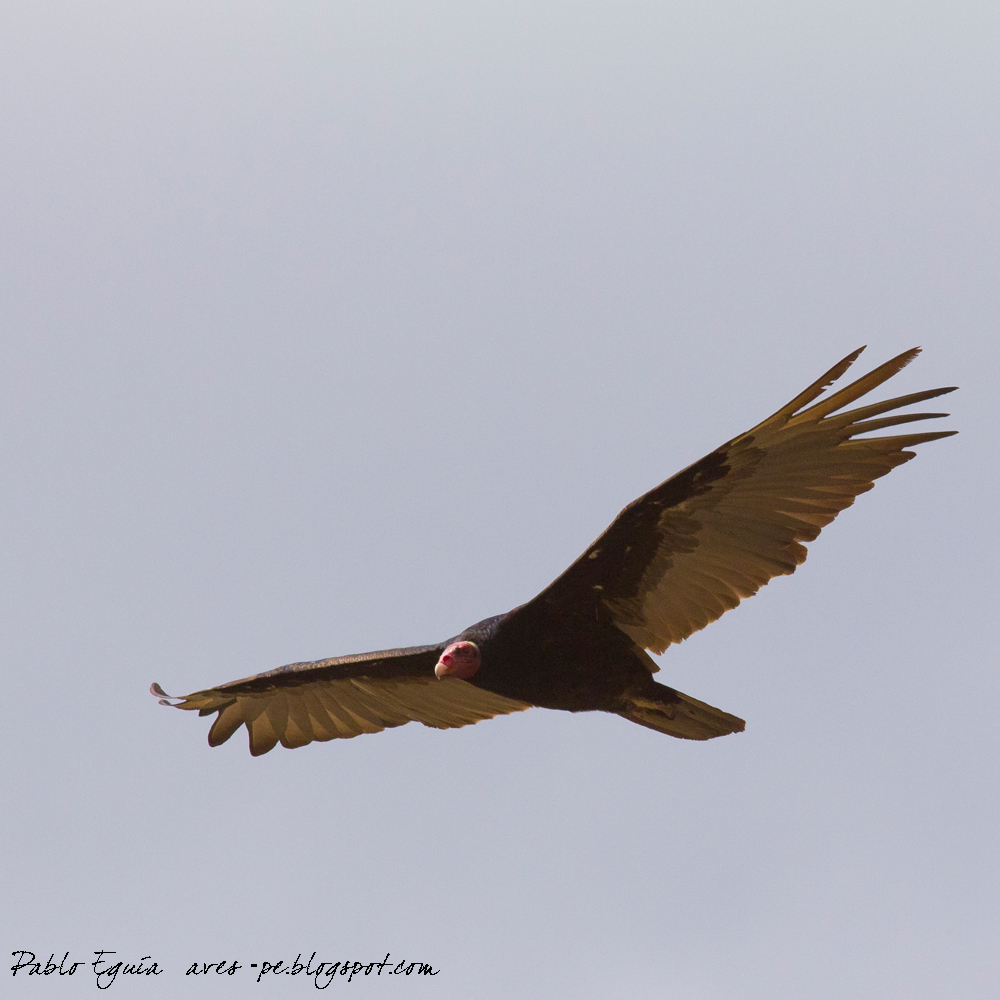 mis fotos de aves: Cathartes aura Jote Cabeza Colorada Turkey Vulture