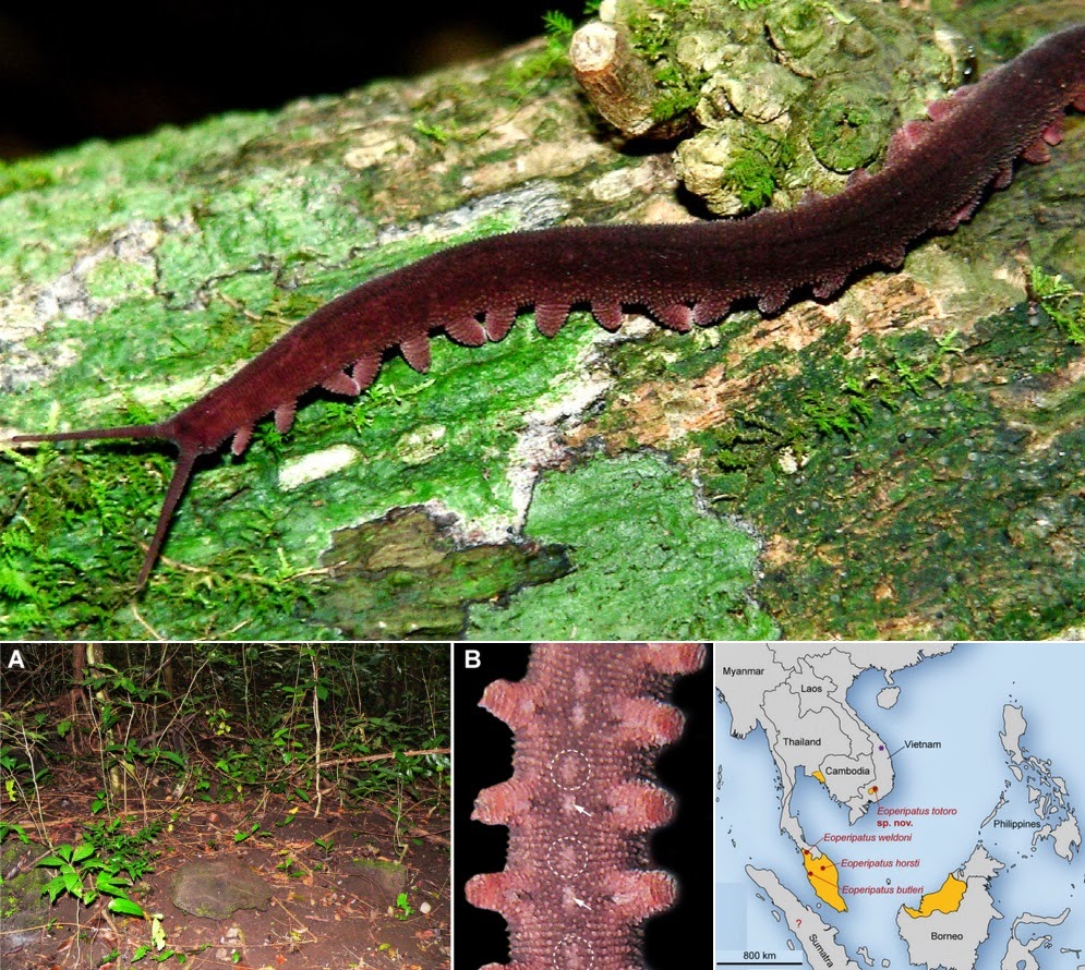 Species New to Science: [Onychophora • 2013] Eoperipatus totoro • A New ...